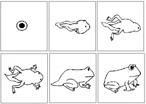 25 Easy Frog and Toad Ideas and Activities - Teach Junkie