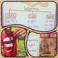 16 Classic and Creative Ways to Teach Worms - Teach Junkie